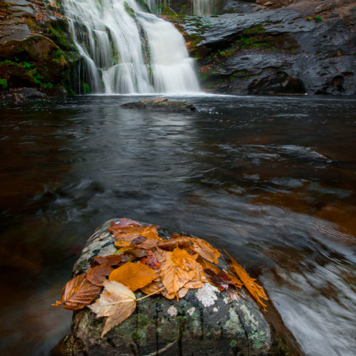 Support - Dharma River